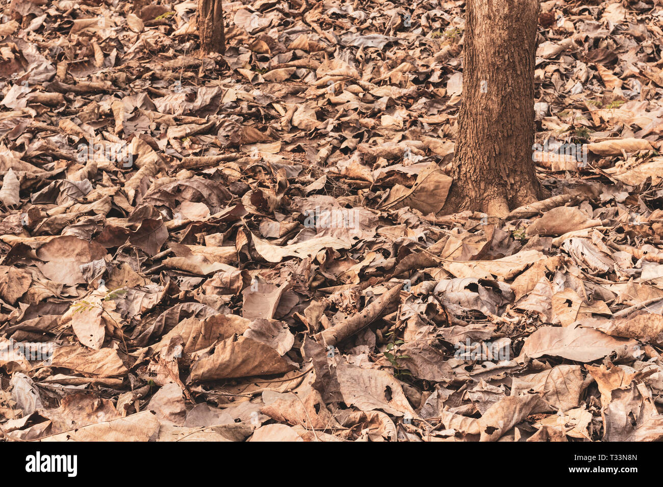 Dry autumn leaves and trees in the forest, Dried leaves stacked on the ...