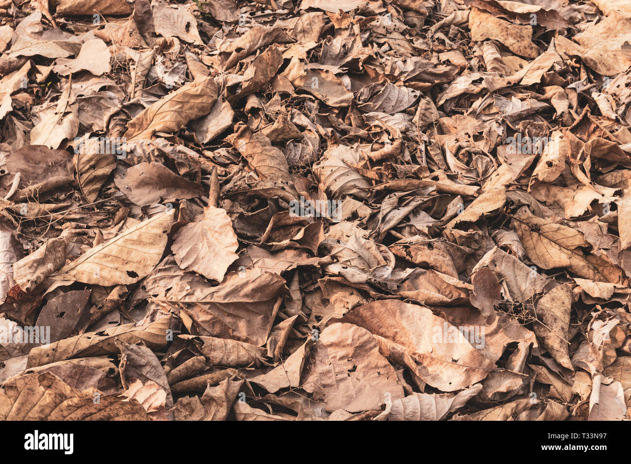 Stacked leaf pattern hi-res stock photography and images - Alamy