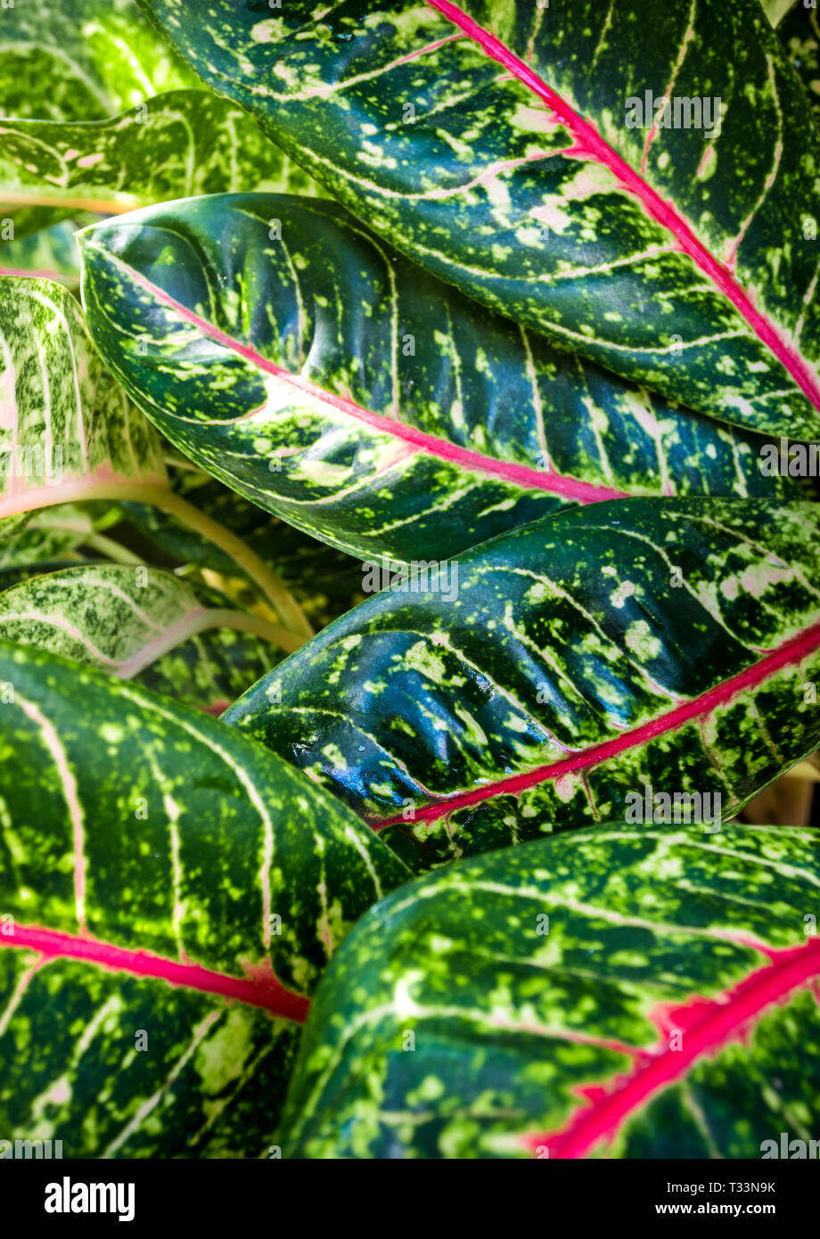 Aglaonema houseplant hi-res stock photography and images - Alamy