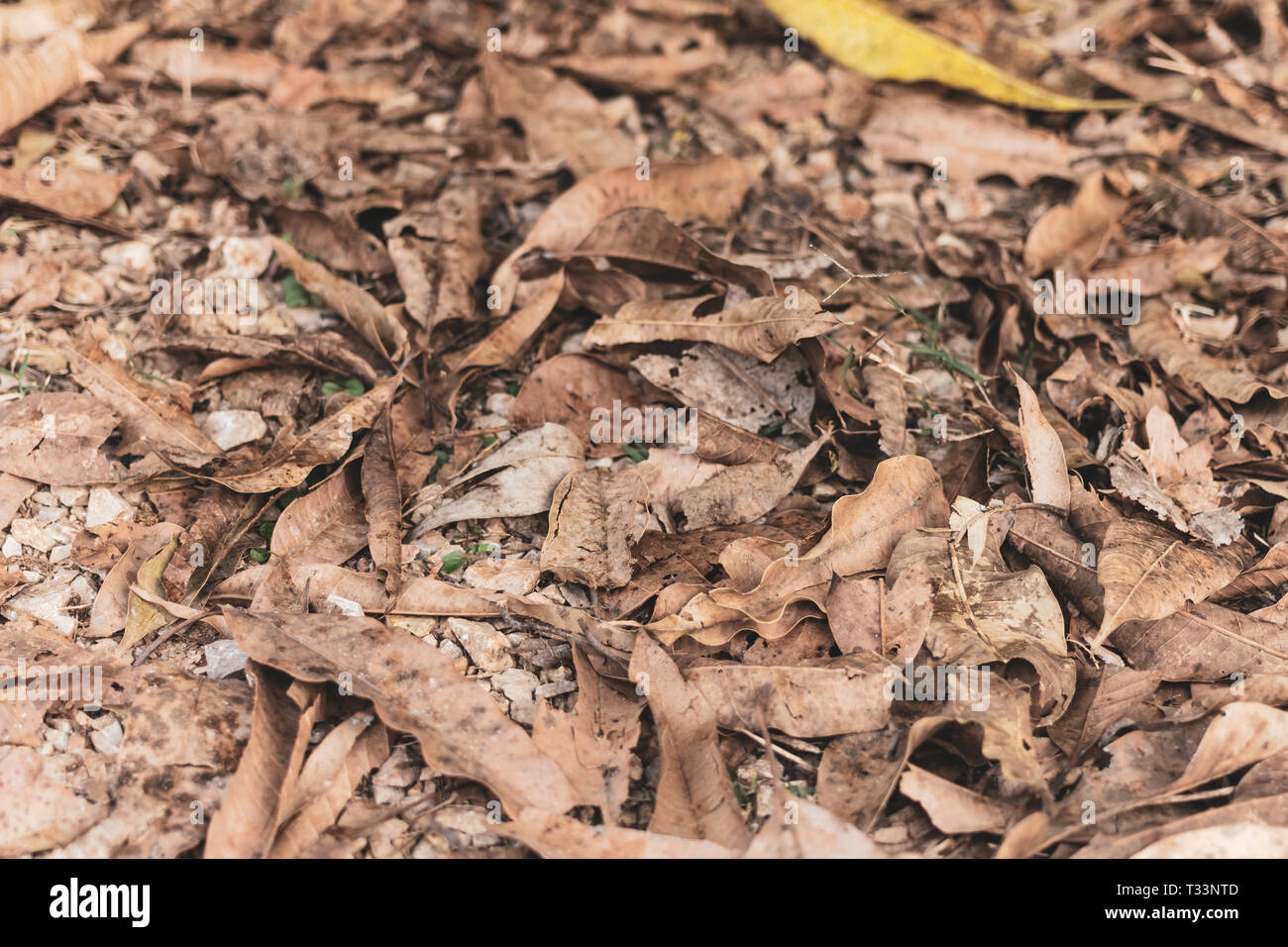 Dry autumn leaves in the forest, Dried leaves stacked on the ground ...