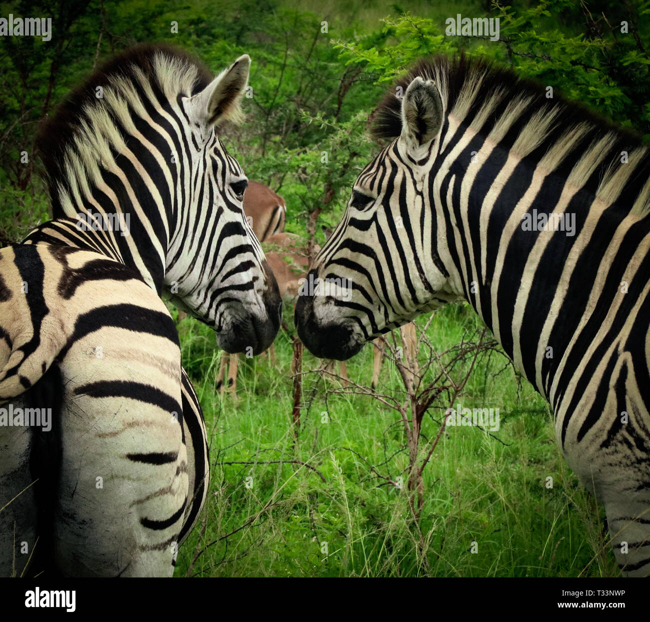 Picture of two zebra taken in South Africa Stock Photo - Alamy