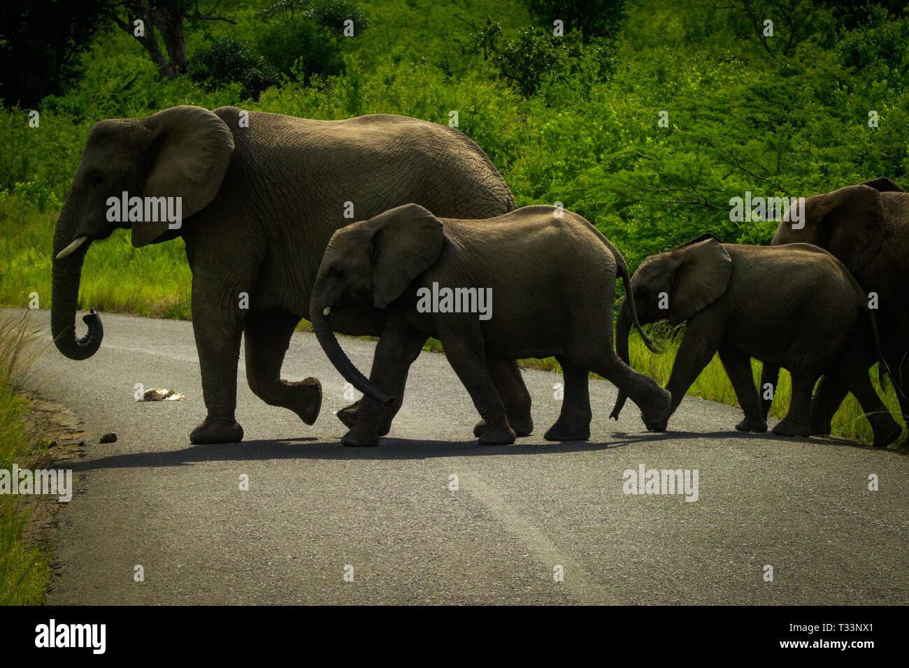 Family elephant hi-res stock photography and images - Alamy