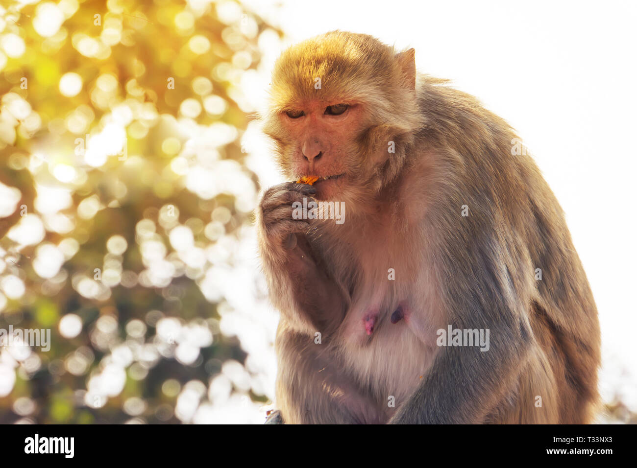 Monkey face flower hi-res stock photography and images - Alamy