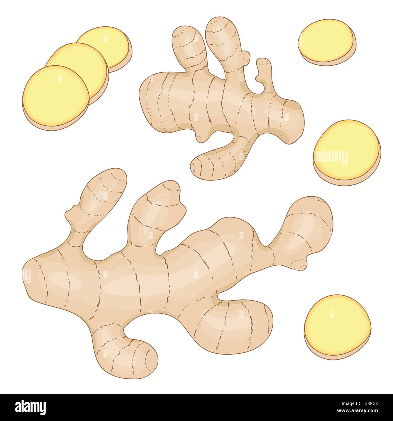 Ginger root set. Fresh raw ginger roots whole and sliced. Vector hand ...