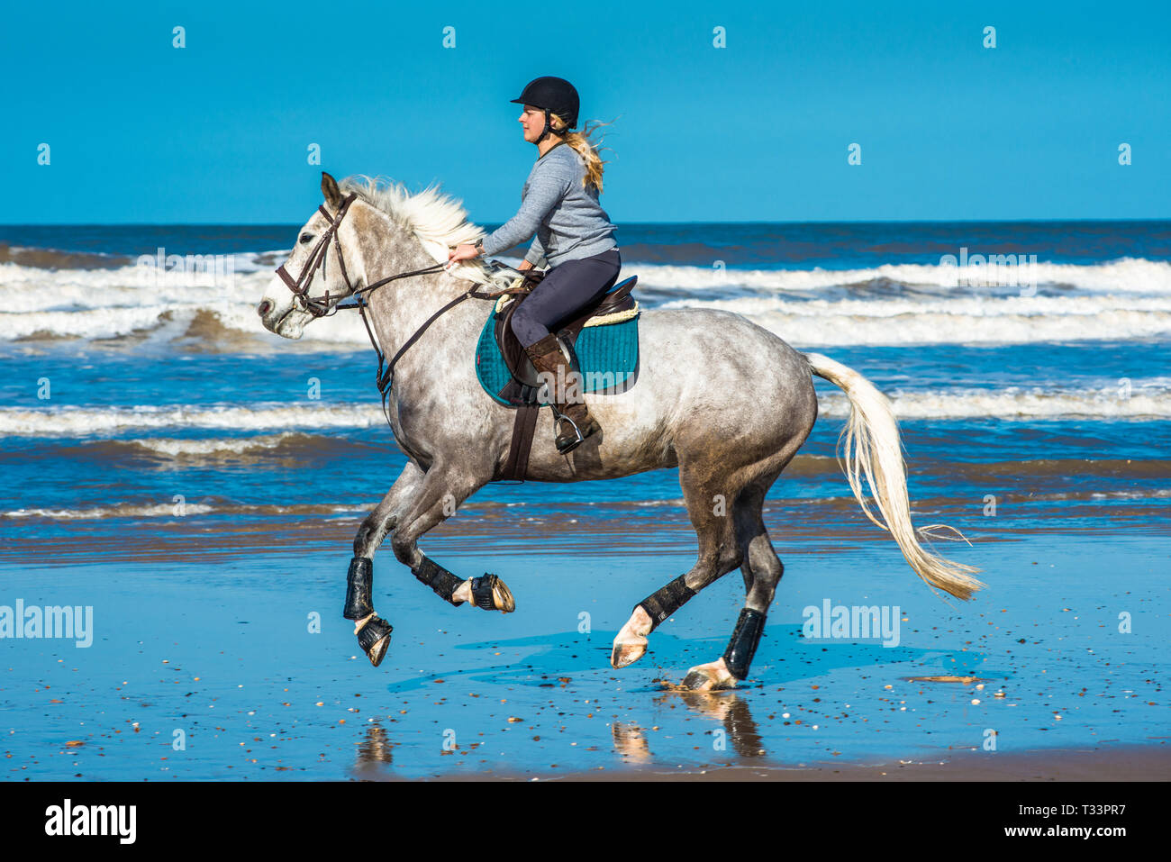 Horse galloping beach hi-res stock photography and images - Alamy