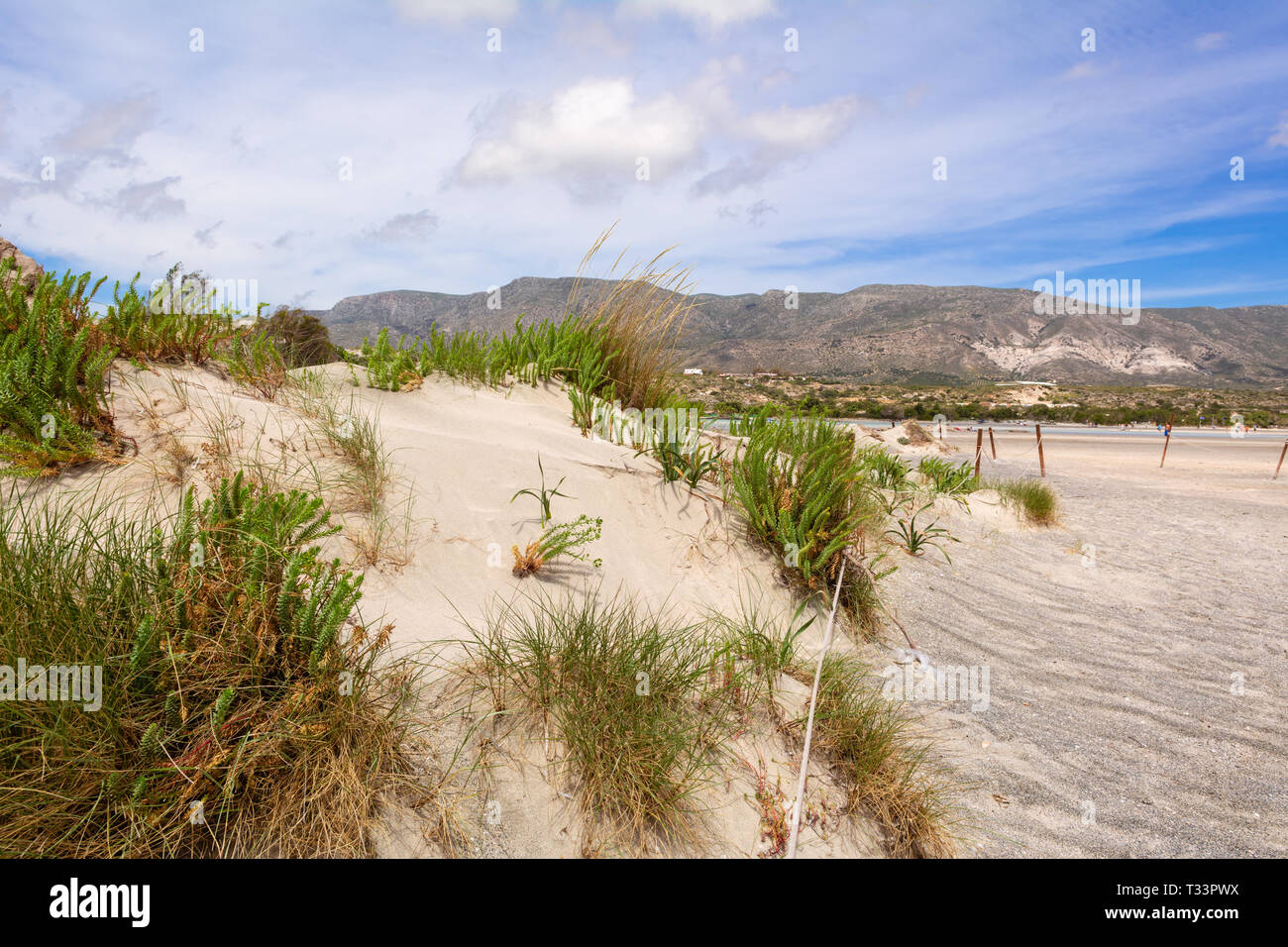 Scenery of desert at the reserve zone with plants growing on sand dunes ...