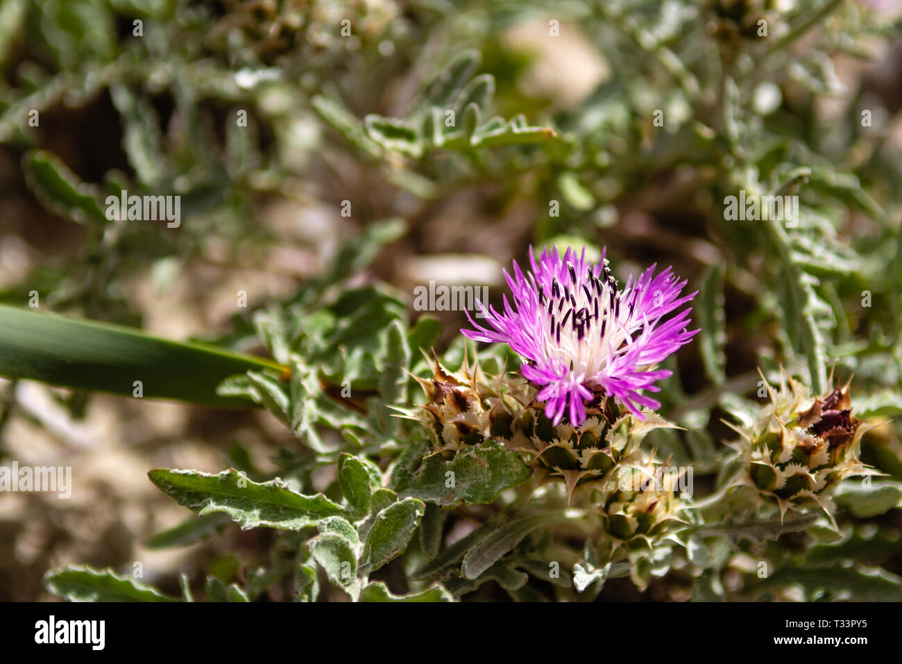 Cretan wild flower hi-res stock photography and images - Alamy