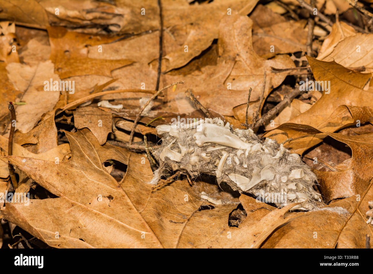 Animal vomit hi-res stock photography and images - Alamy