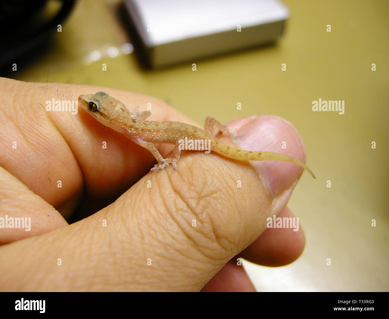 A gecko lizard on the hand Stock Photo - Alamy
