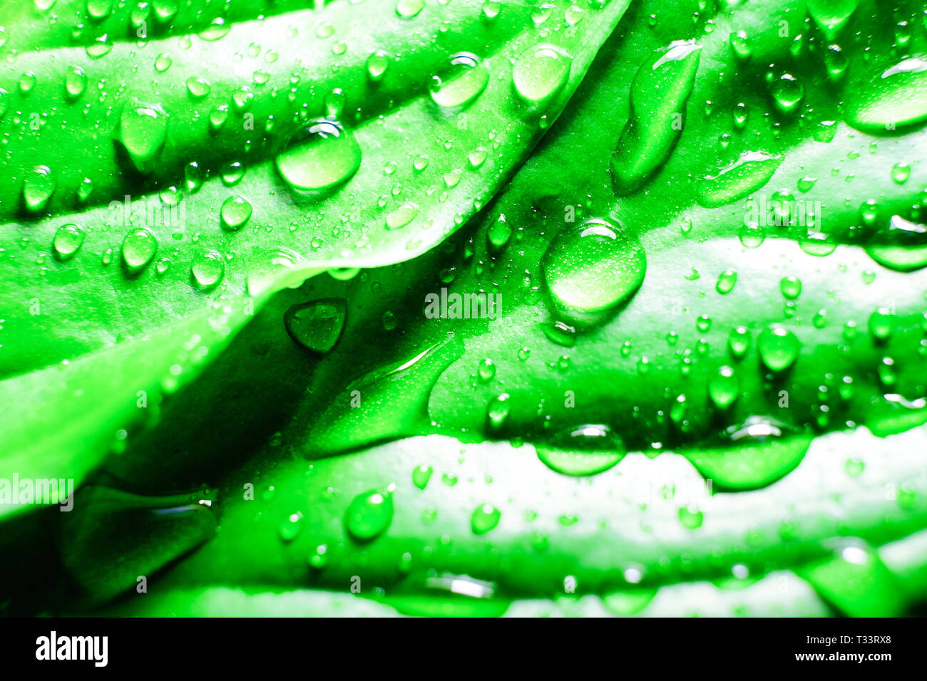 Raindrops on the leaves of a tropical plant. Palm tree leaves nature ...
