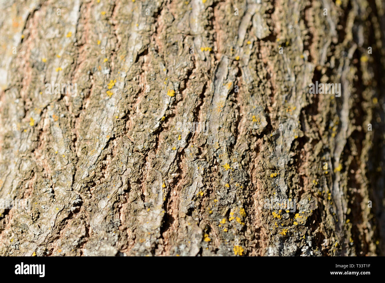 Tree bark lit by sun texture and background Stock Photo - Alamy