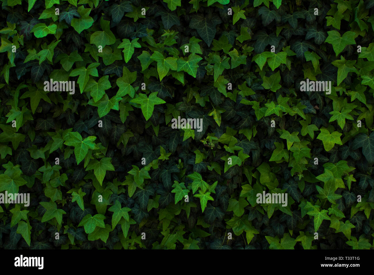 Green leaf wall Stock Photo - Alamy