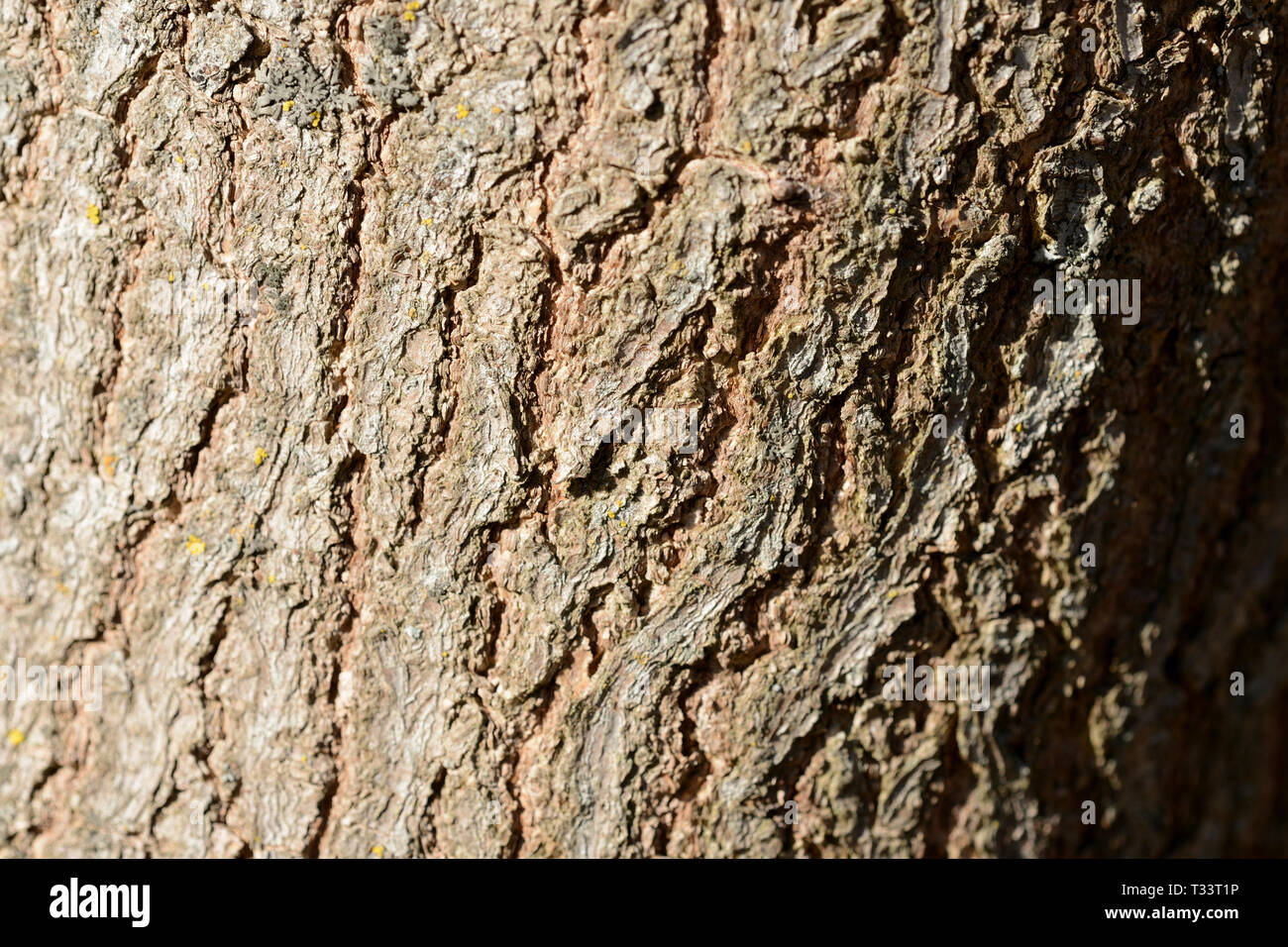 Tree bark lit by sun texture and background Stock Photo - Alamy
