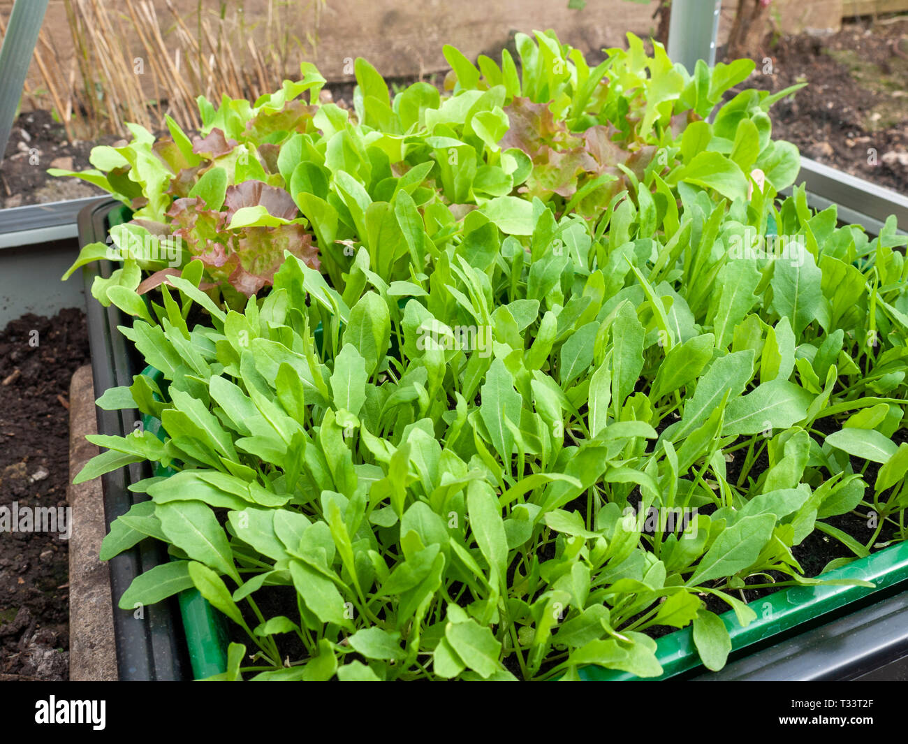 Rocket lettuce hi-res stock photography and images - Alamy