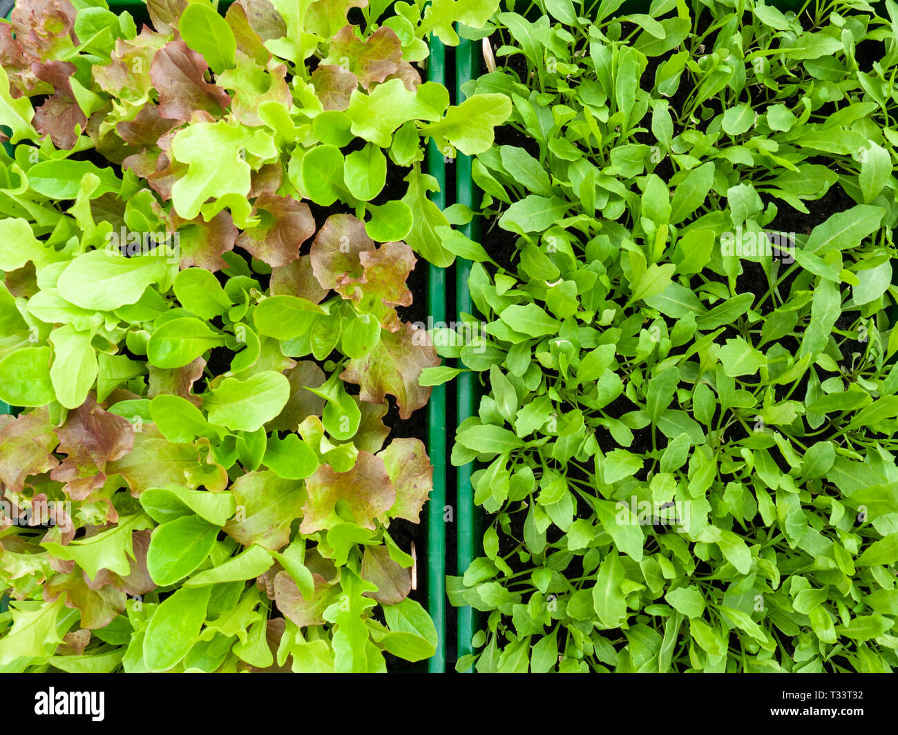Rocket lettuce hi-res stock photography and images - Alamy