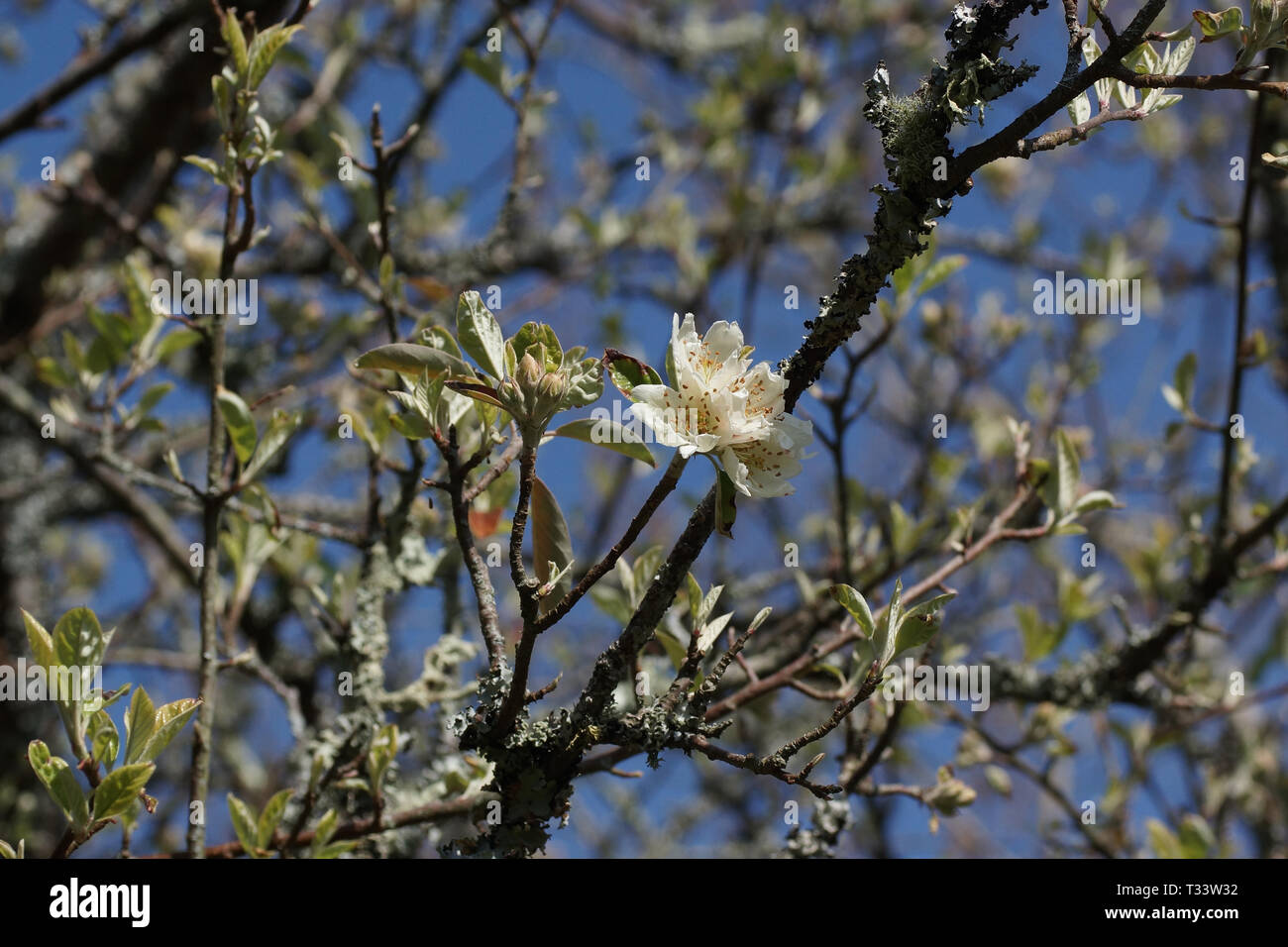 Docynia hi-res stock photography and images - Alamy