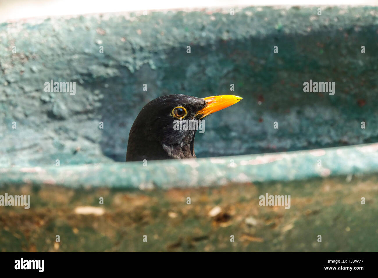Wildlife garden hi-res stock photography and images - Alamy