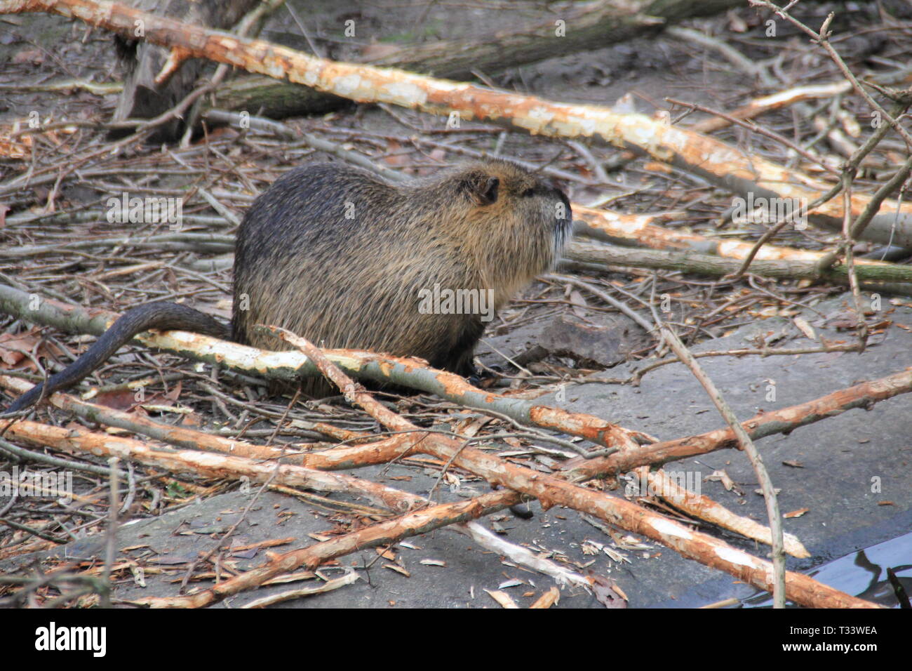 Raft of grasses hi-res stock photography and images - Alamy