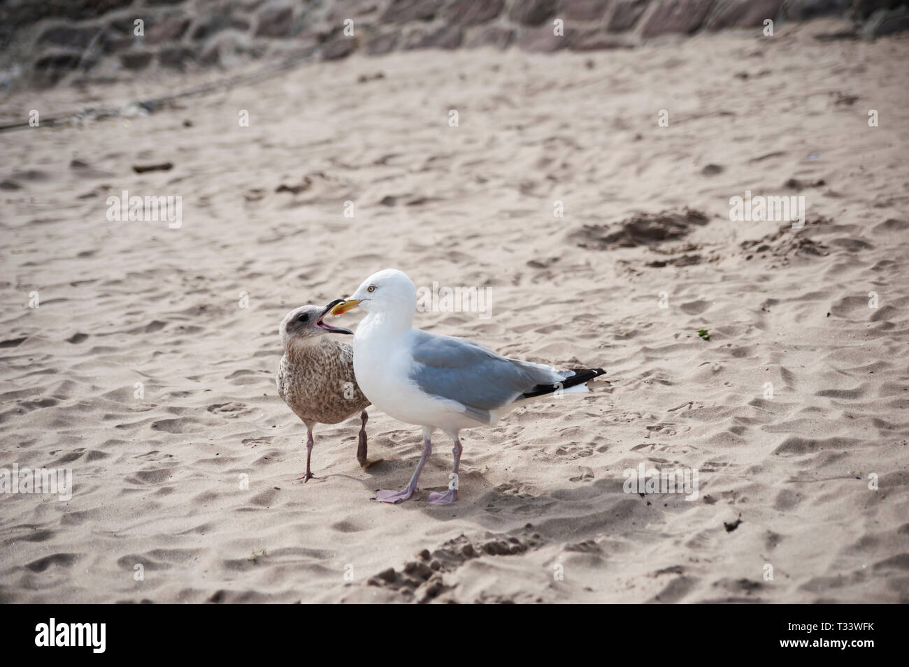 Pestering mother hi-res stock photography and images - Alamy