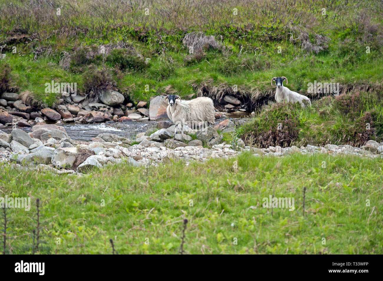Two sheep standing alongside Scottish burn on hillside Stock Photo - Alamy