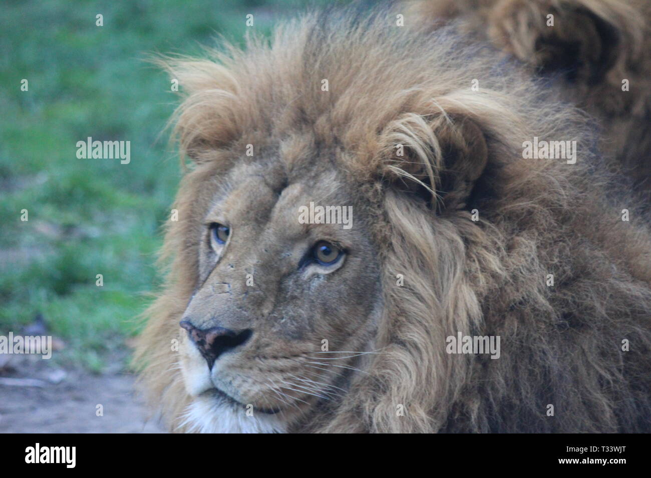 India lion zoos hi-res stock photography and images - Alamy