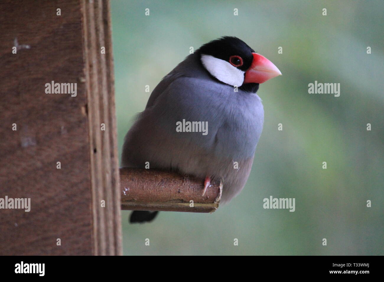 Taiwan jamaica hi-res stock photography and images - Alamy