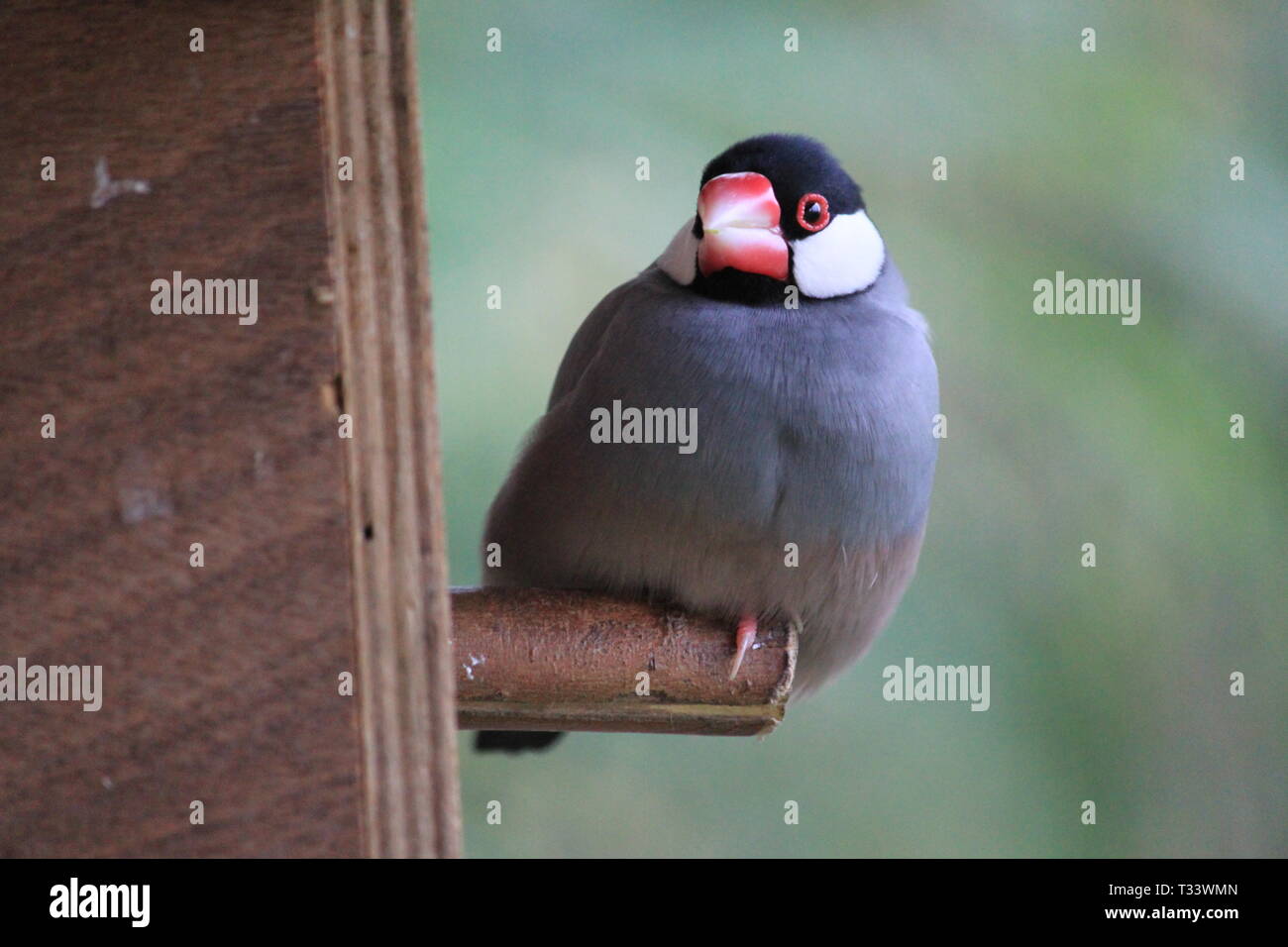 Java rice bird hi-res stock photography and images - Alamy