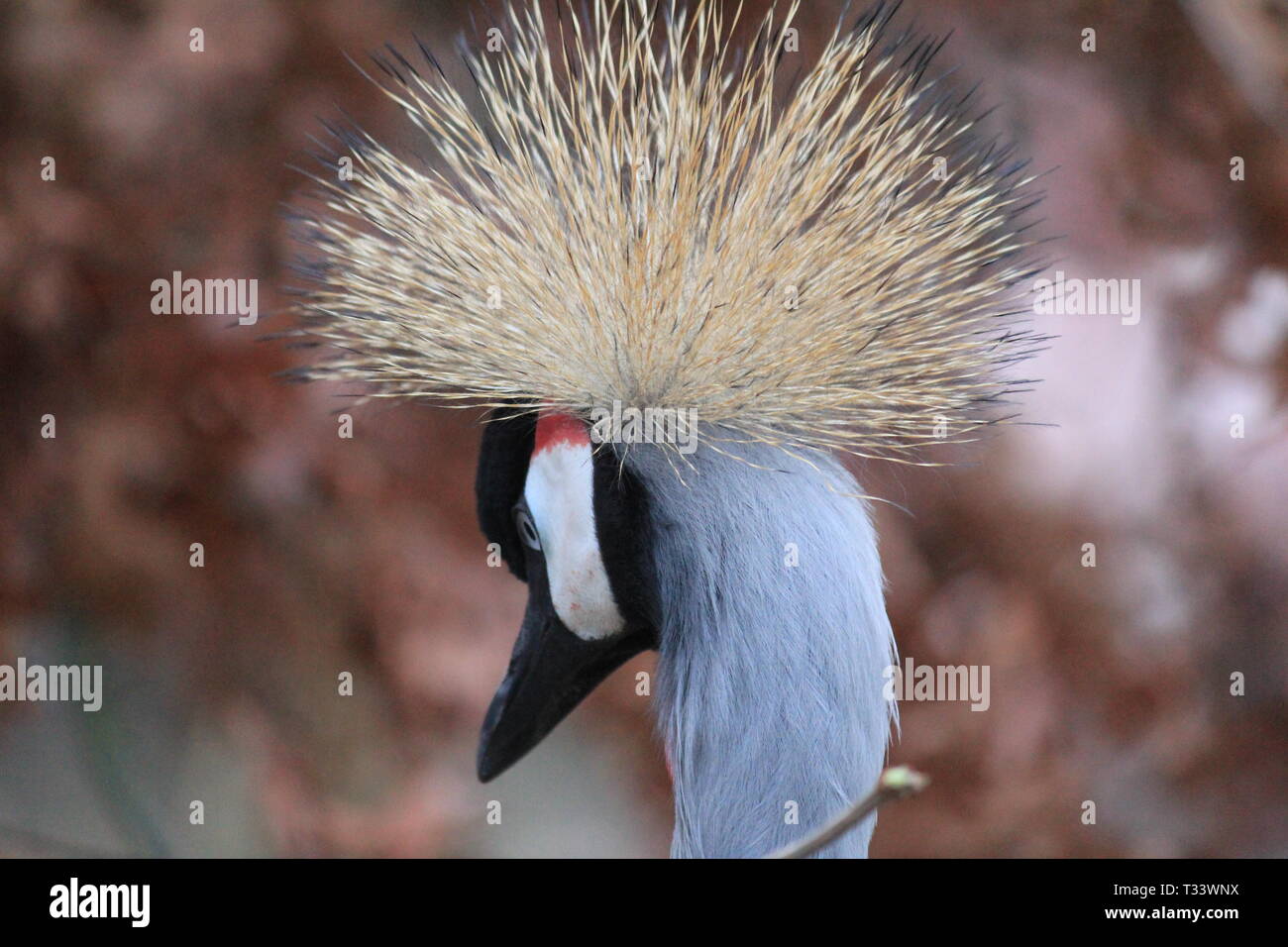 Gray Crowned Crane Stock Photo - Alamy