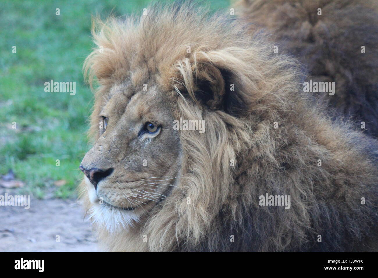 Lion cubs sculptures hi-res stock photography and images - Alamy