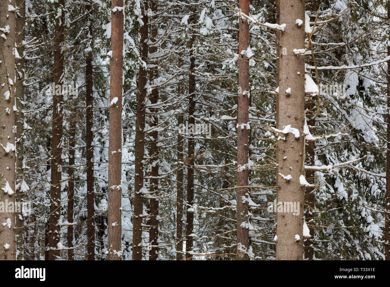 Spruce tree trunks in the forest background Stock Photo - Alamy