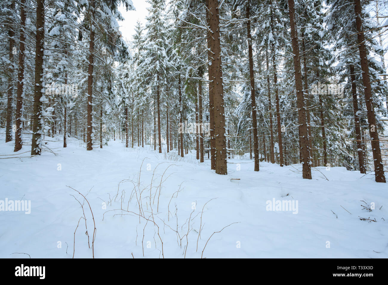 Spruce tree trunks in the forest background Stock Photo - Alamy