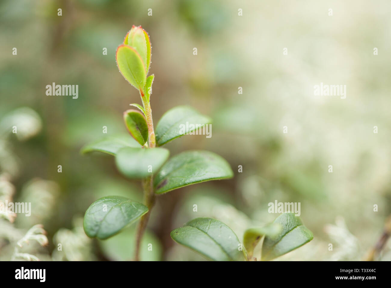 Lingon berry growing in the forest Stock Photo - Alamy