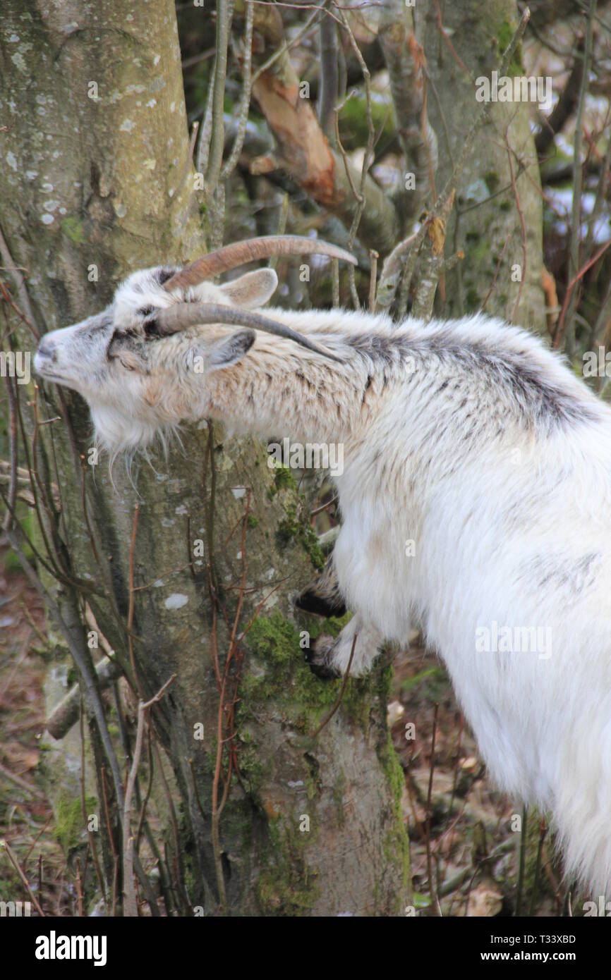 Snowdon beetle hi-res stock photography and images - Alamy