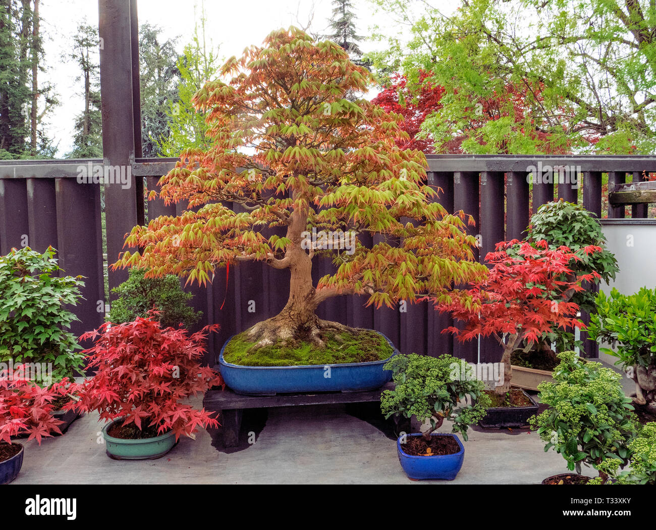 The japanese art of mini trees hi-res stock photography and images - Alamy