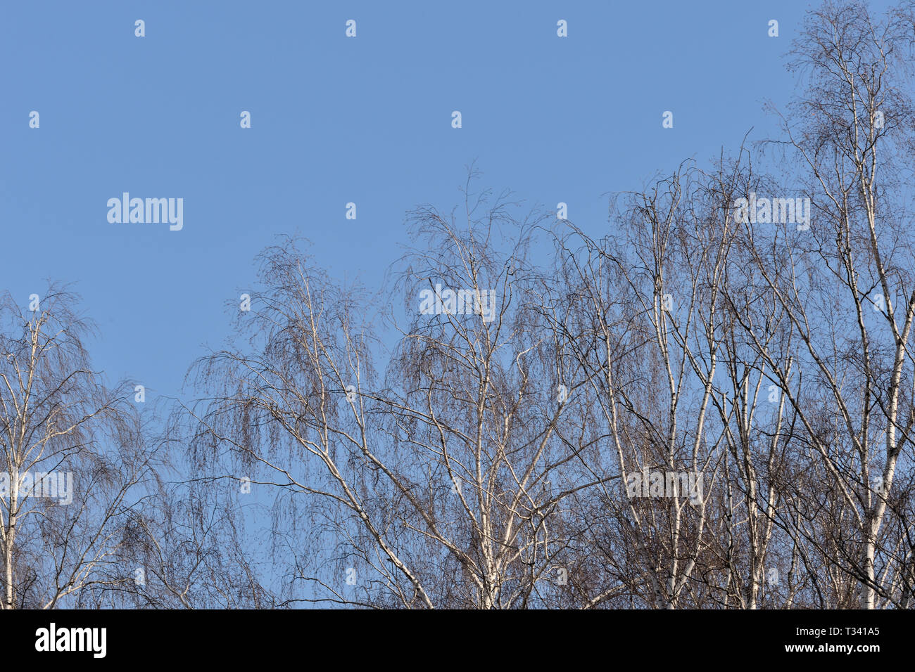 Birch trees in the spring forest against the blue sky Stock Photo - Alamy