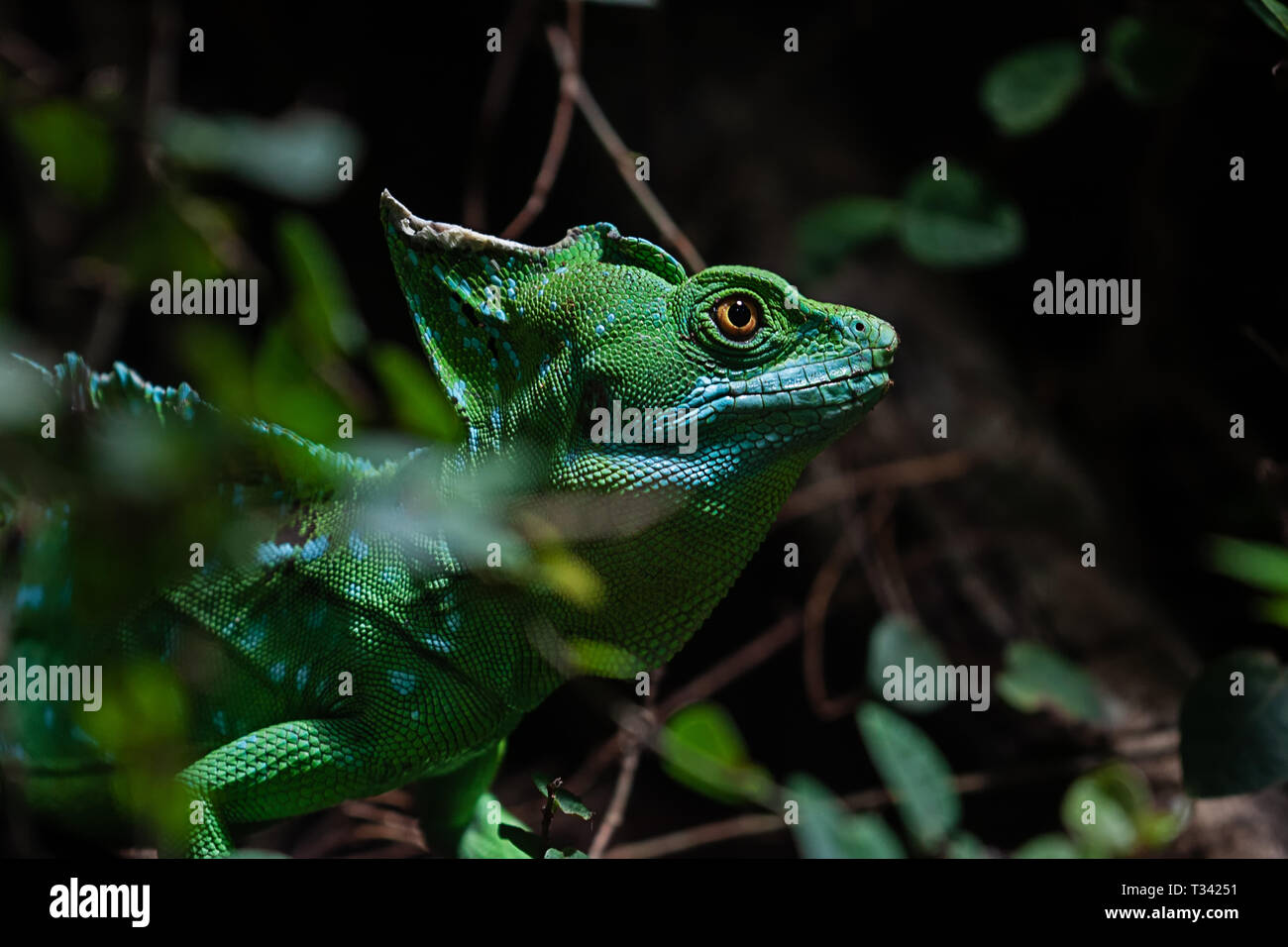 Endemic basilisk hi-res stock photography and images - Alamy