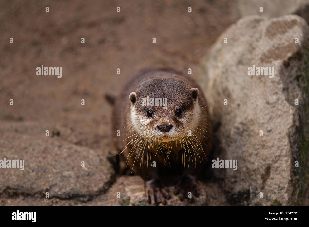 curious otter on the rocky riverside Stock Photo - Alamy