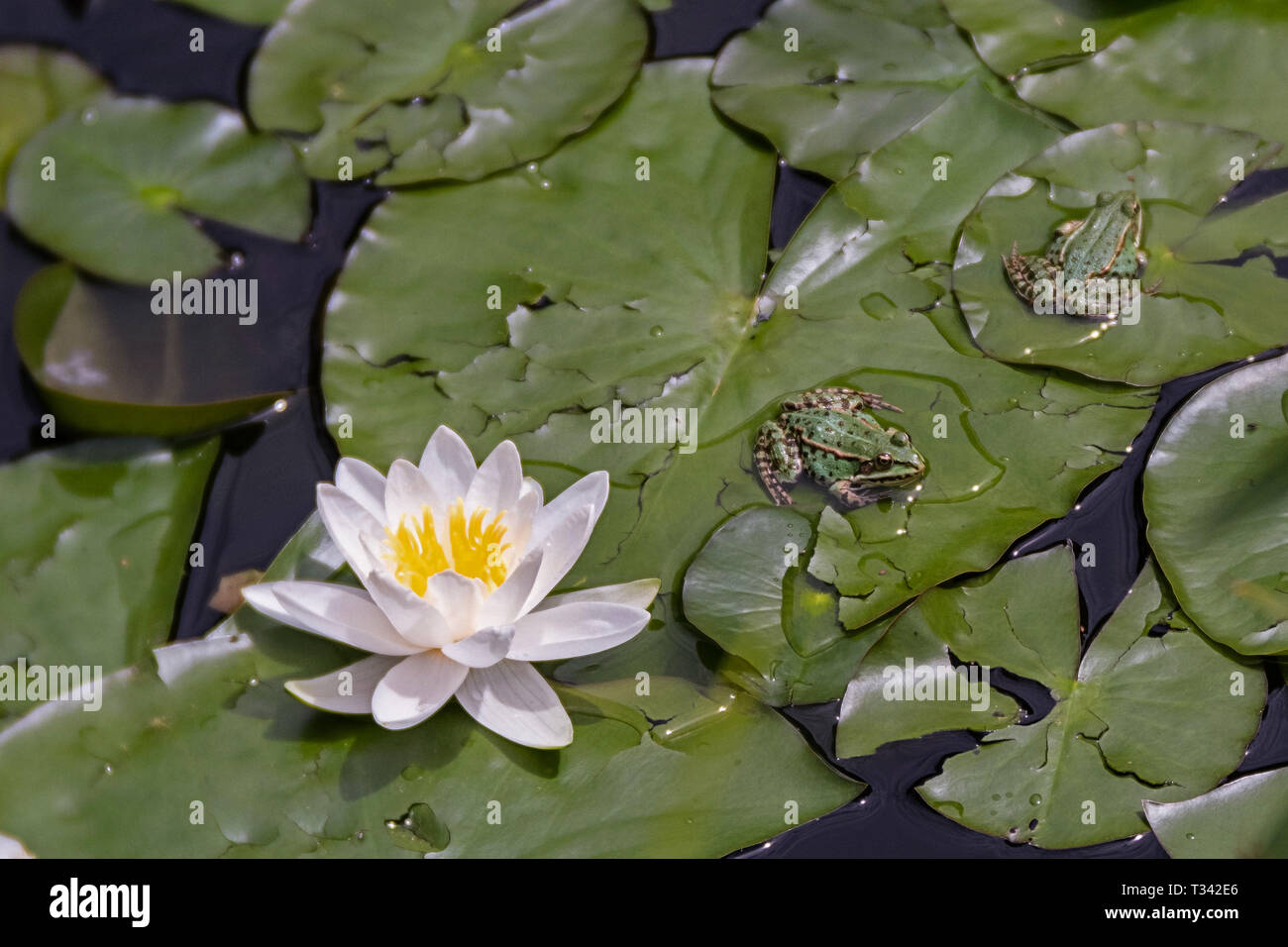 Frogs on lily pads hi-res stock photography and images - Alamy