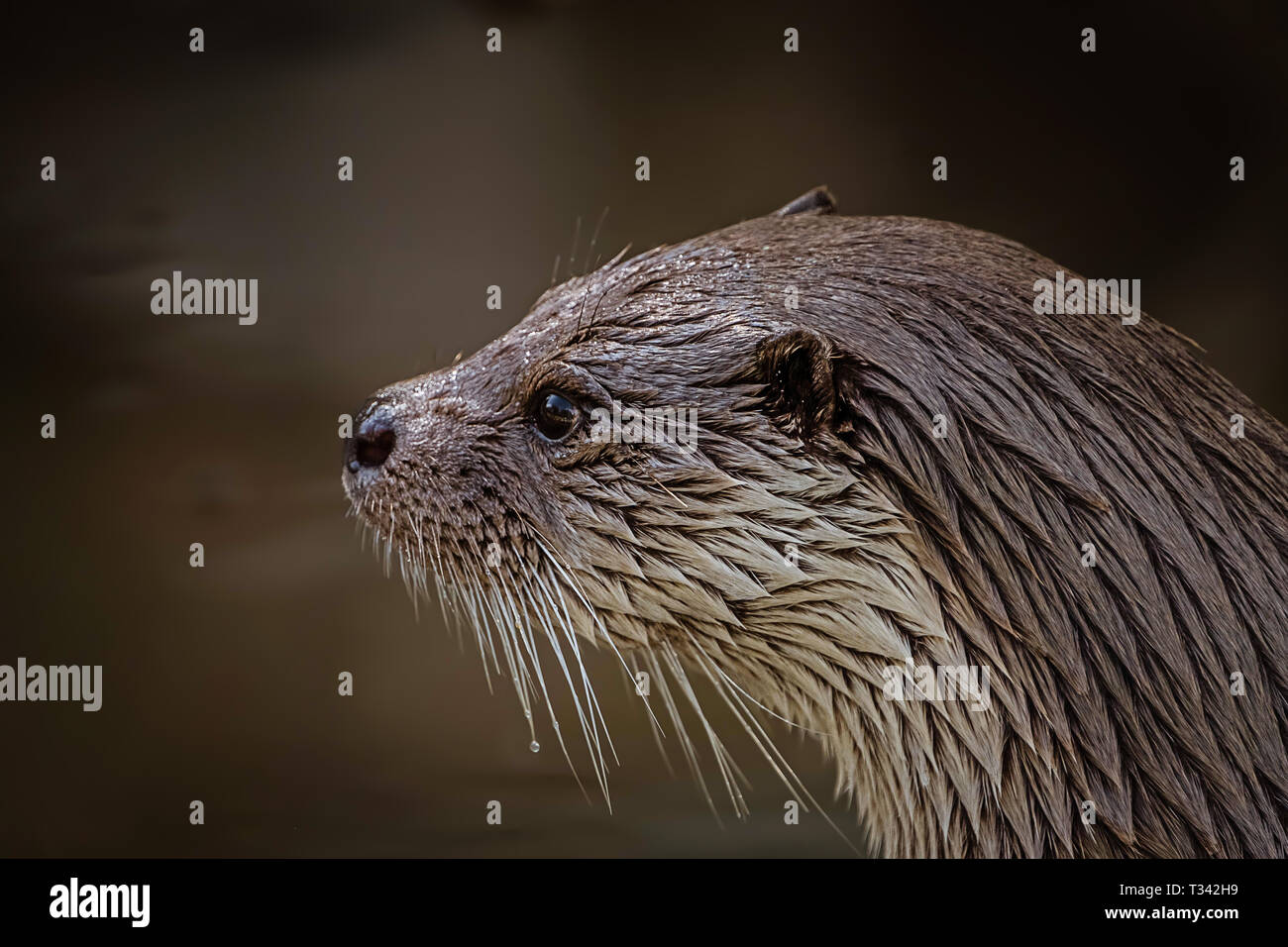 portrait of an otter Lutrinae Stock Photo - Alamy