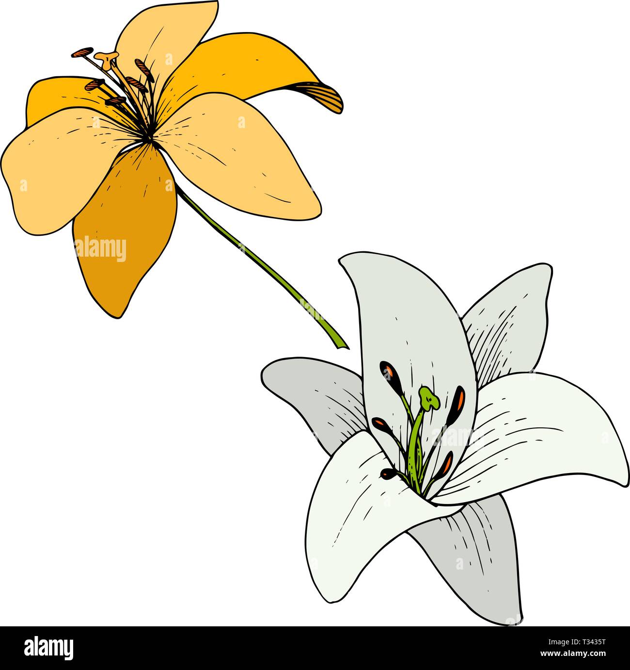Vector Lily botanical flower. Engraved ink art on white background ...