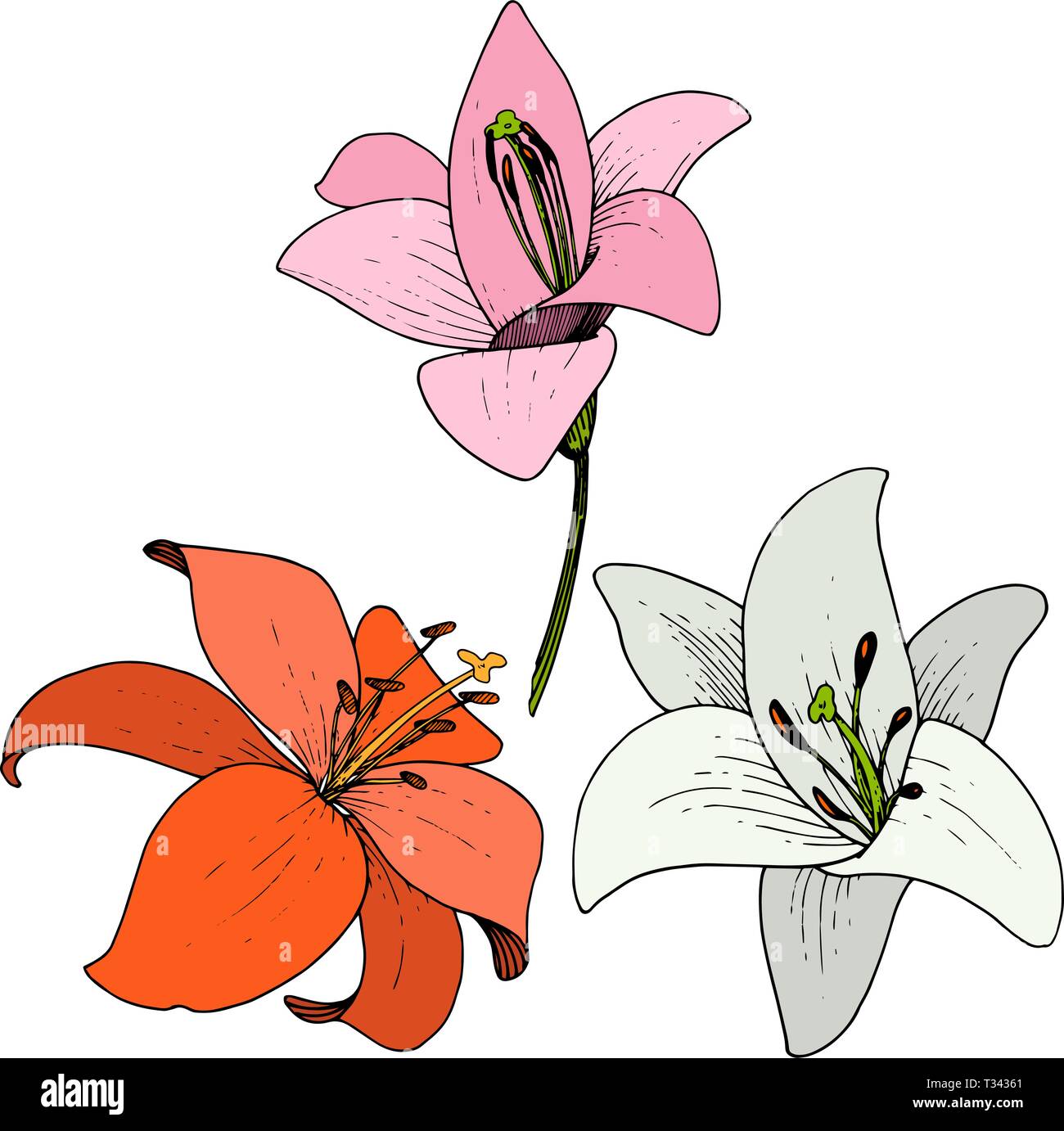 Vector Lily floral botanical flower. Engraved ink art on white ...