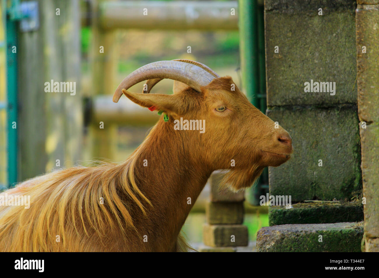 Goat at farm Stock Photo - Alamy