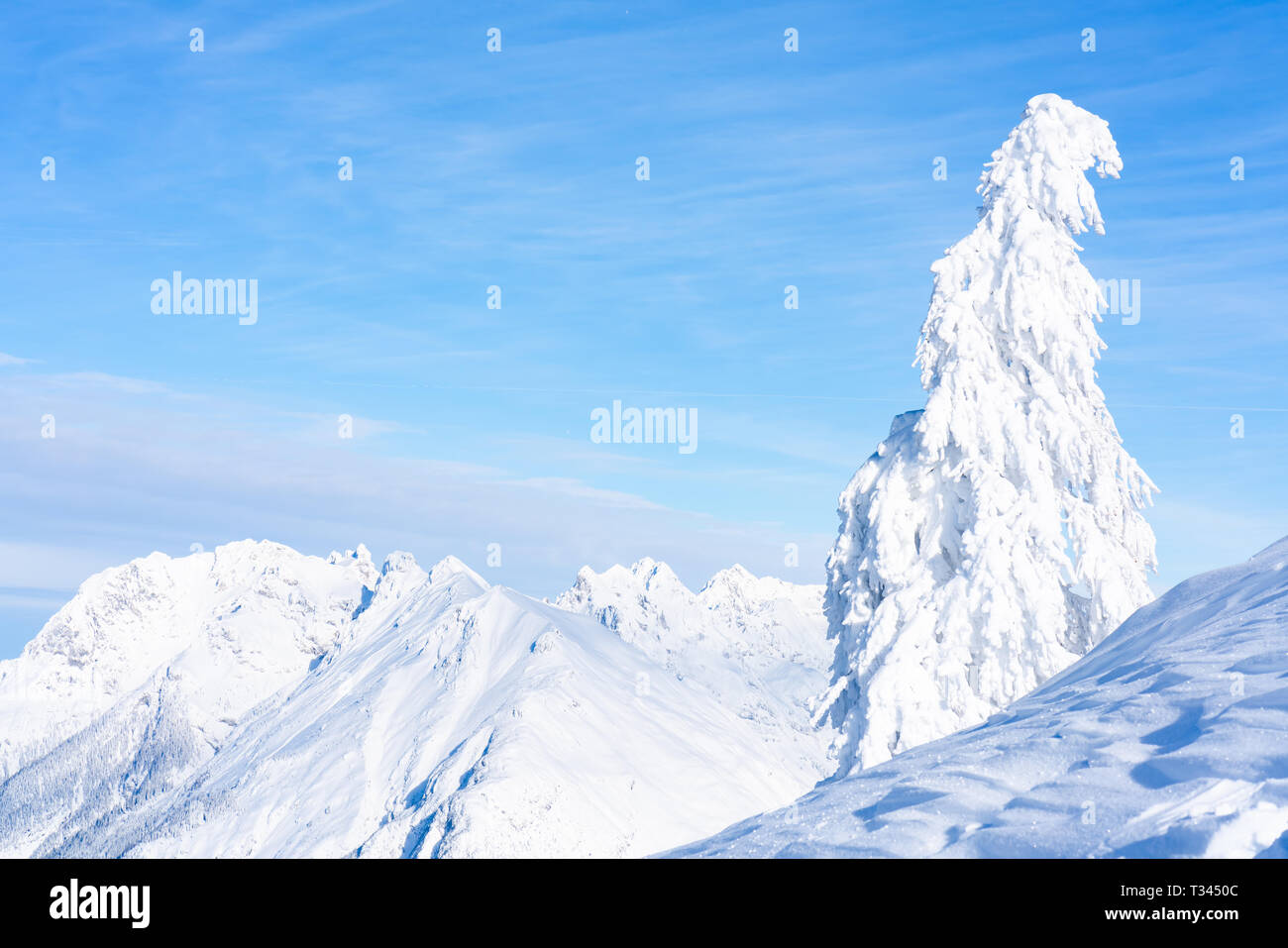 Winter landscape with snow covered tree and Alps in Seefeld in the ...