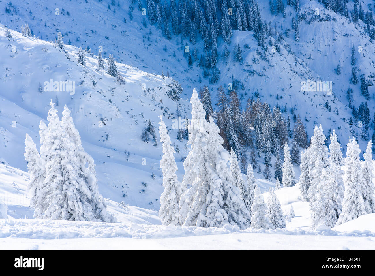 Winter landscape with snow covered trees and Alps in Seefeld in the ...