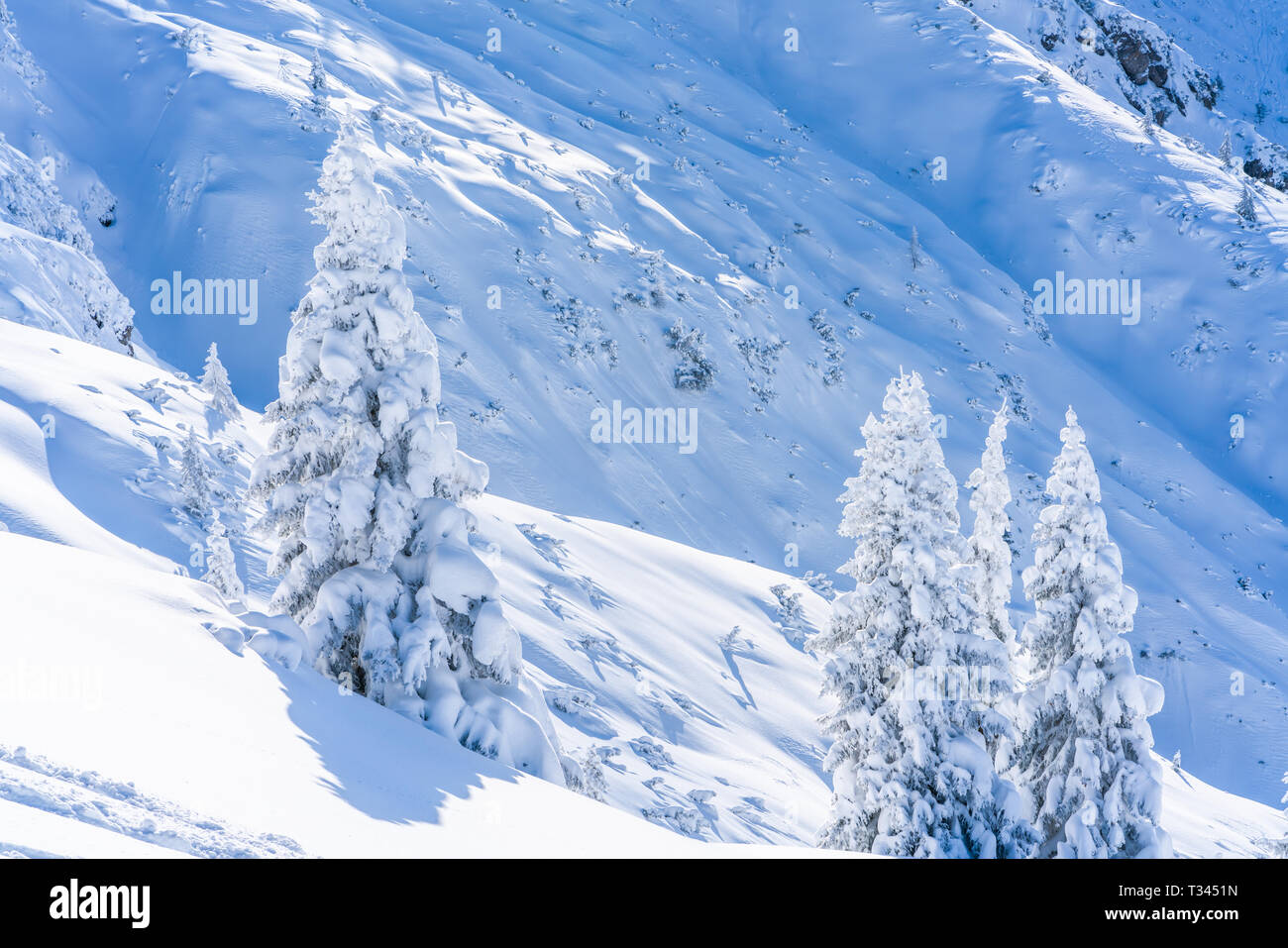 Winter landscape with snow covered trees and Alps in Seefeld in the ...