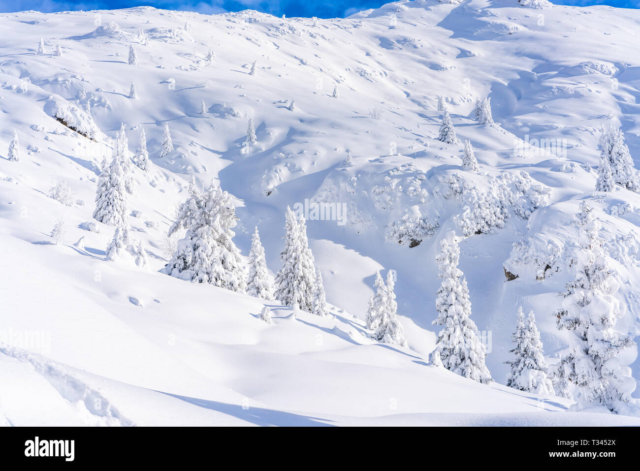 Winter landscape with snow covered trees and Alps in Seefeld in the ...