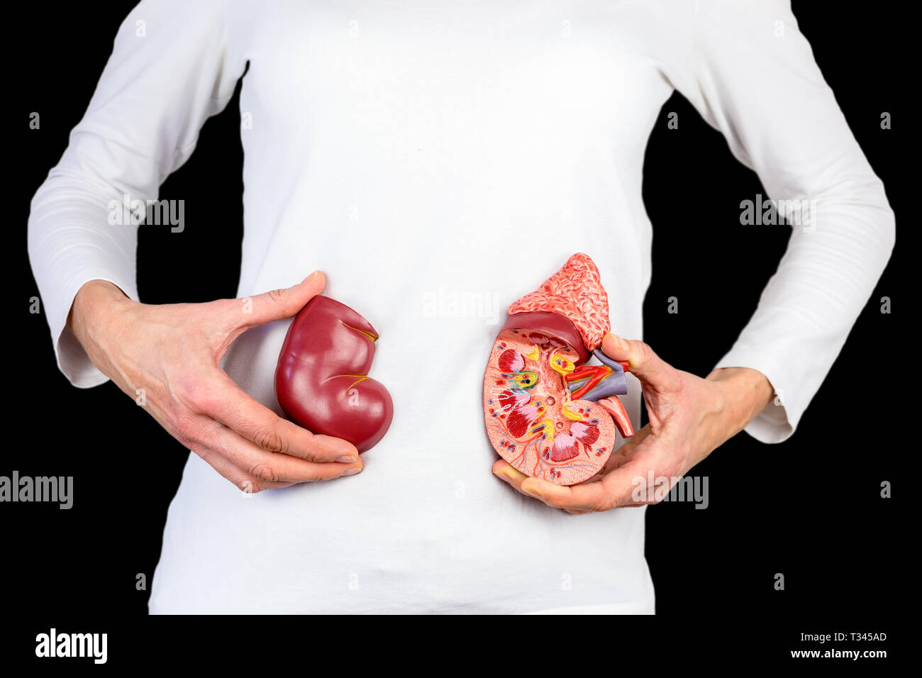 Female hands hold model of human kidney organ in front of white body at ...