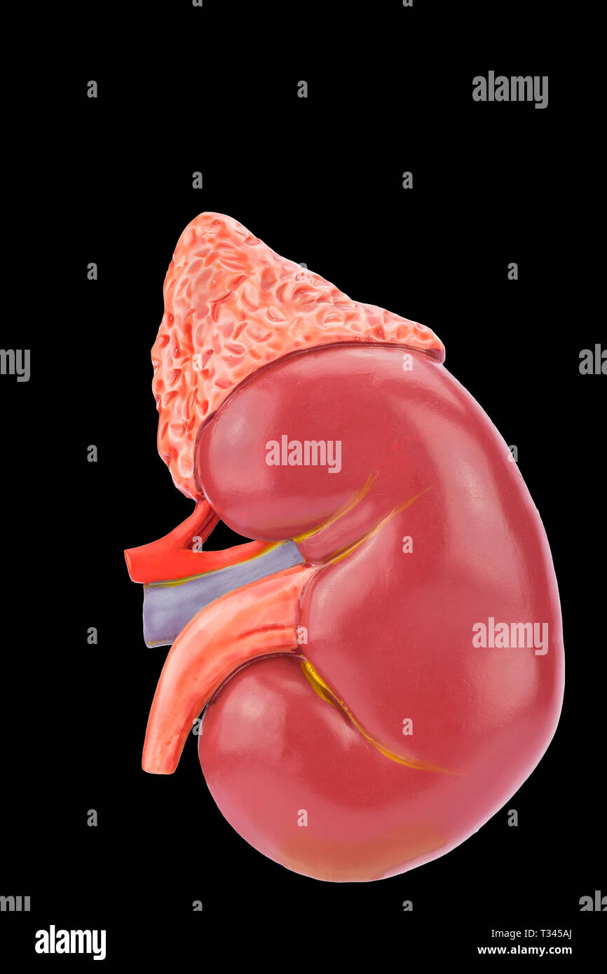Human kidney model isolated on black background Stock Photo - Alamy