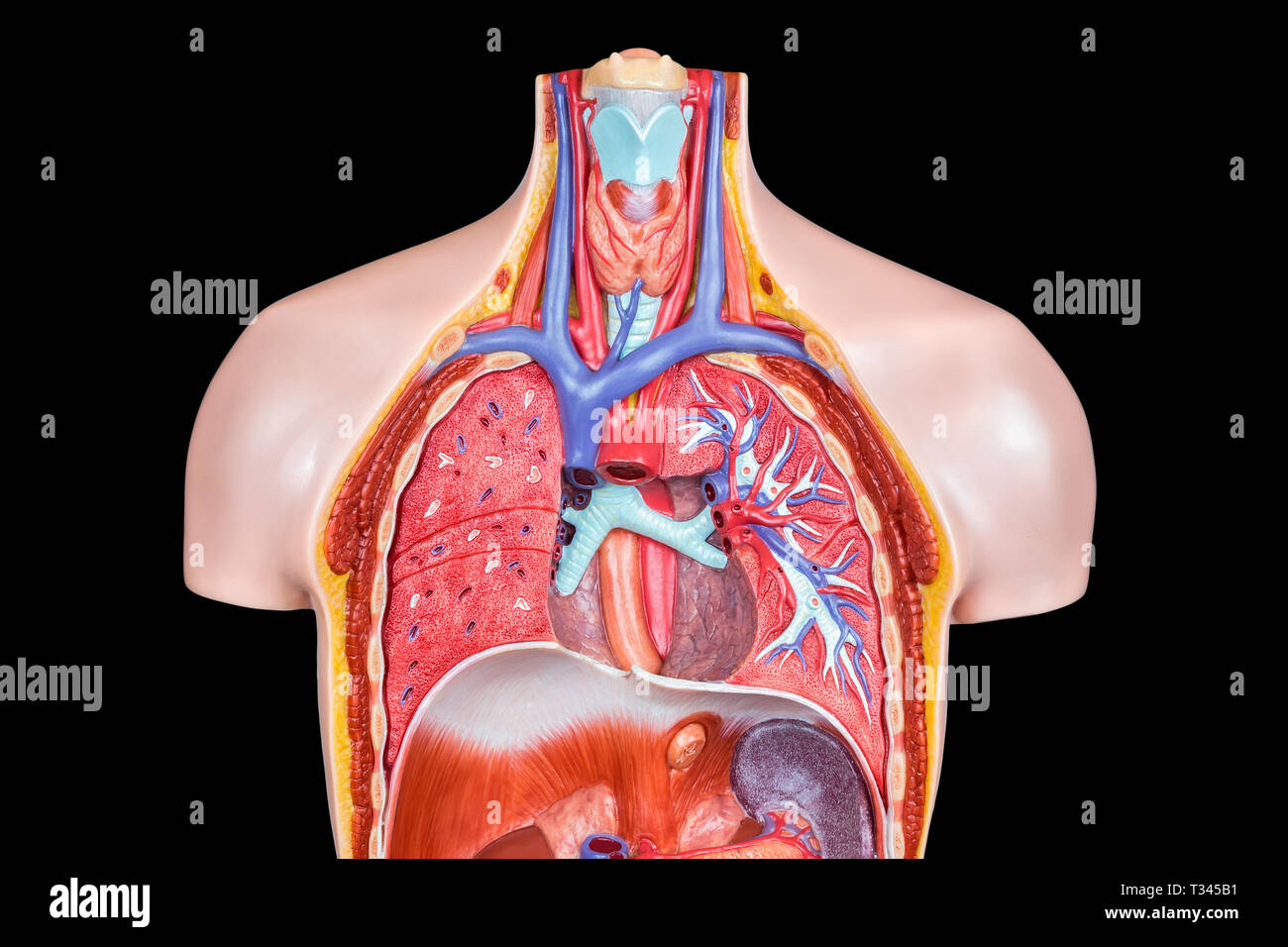 Human Blood Vessels Body High Resolution Stock Photography and Images ...