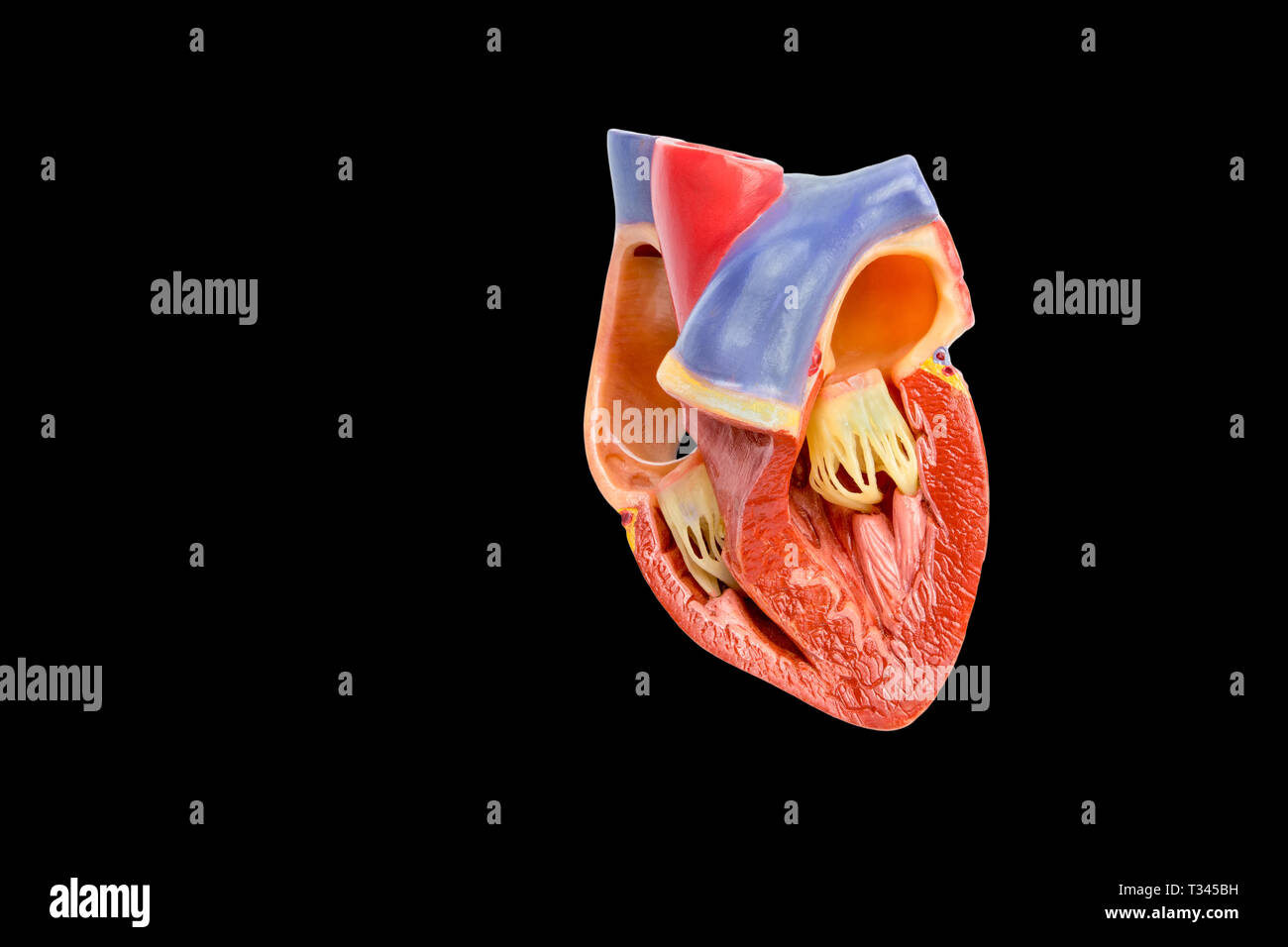 Inside artificial model of opened human heart isolated on black ...